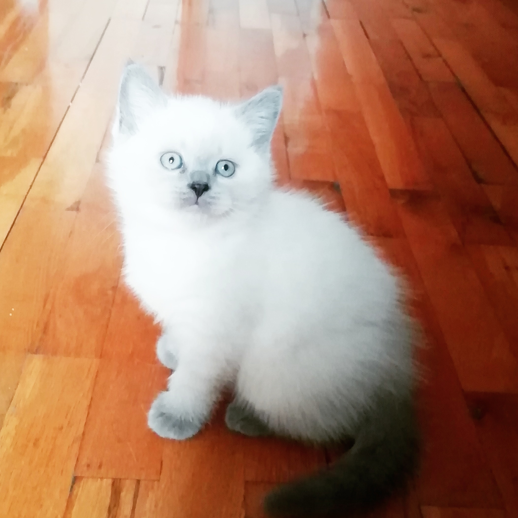 Blue ve blue point scottish bebeklerimiz Kedi ilanları Beylikdüzü İstanbul