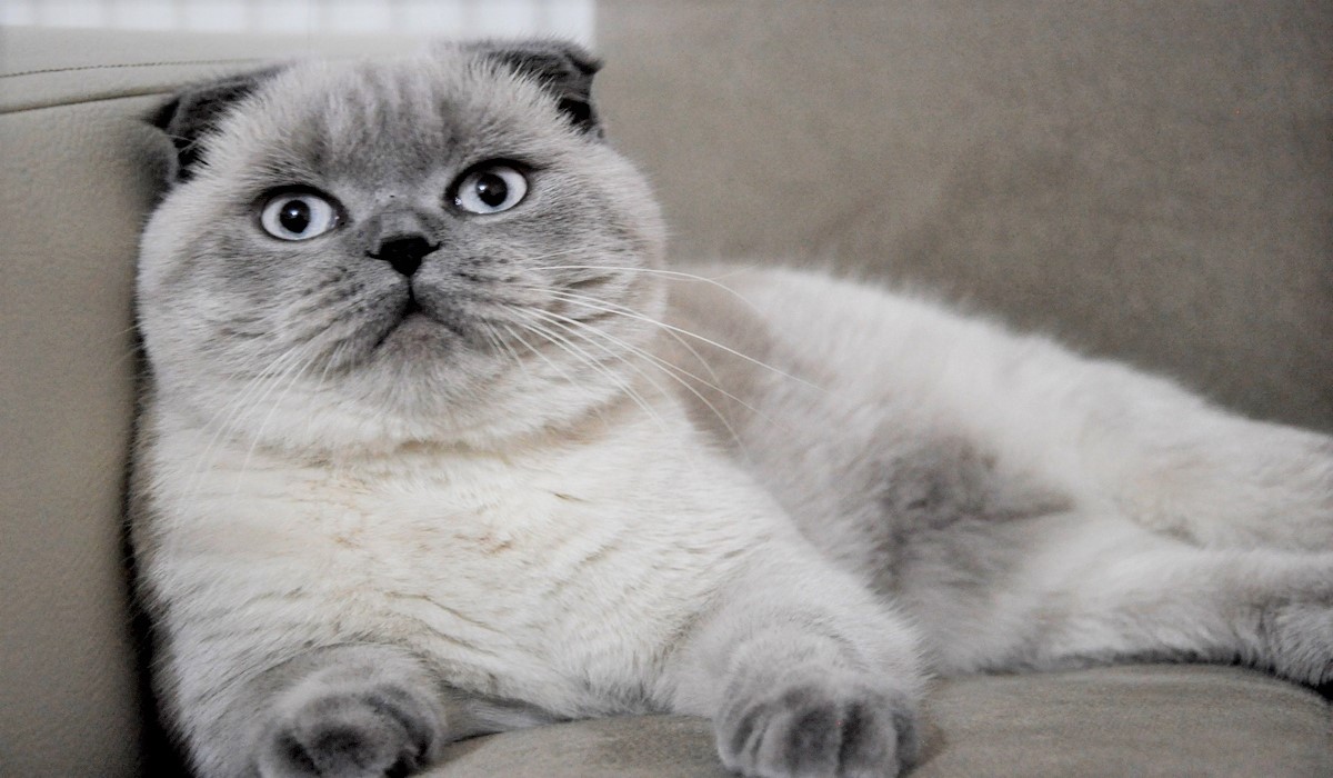 Blue ve blue point scottish bebeklerimiz Kedi ilanları Beylikdüzü İstanbul