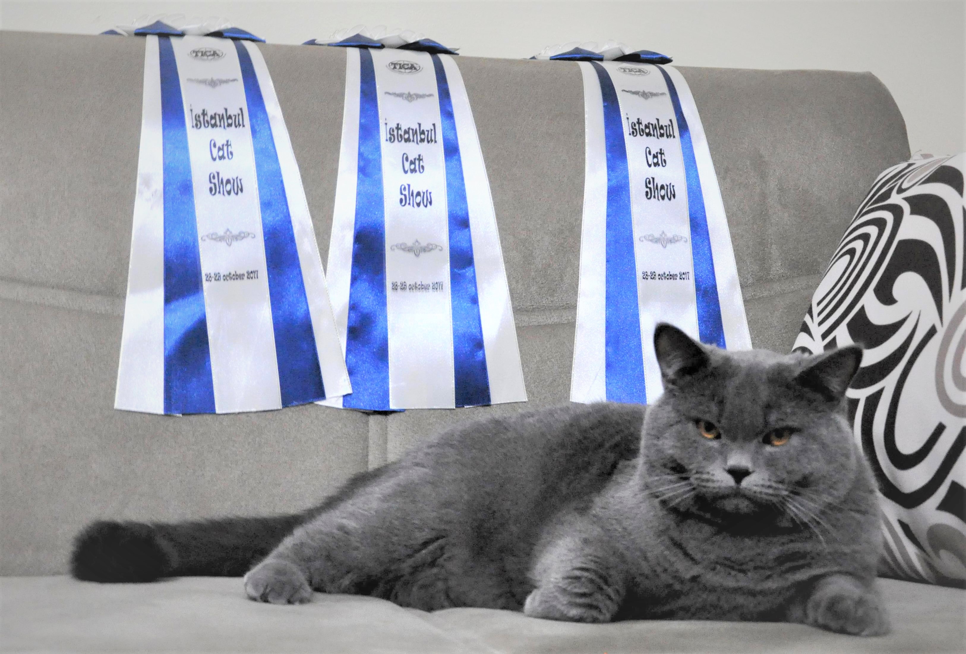 Blue ve blue point scottish bebeklerimiz Kedi ilanları Beylikdüzü İstanbul