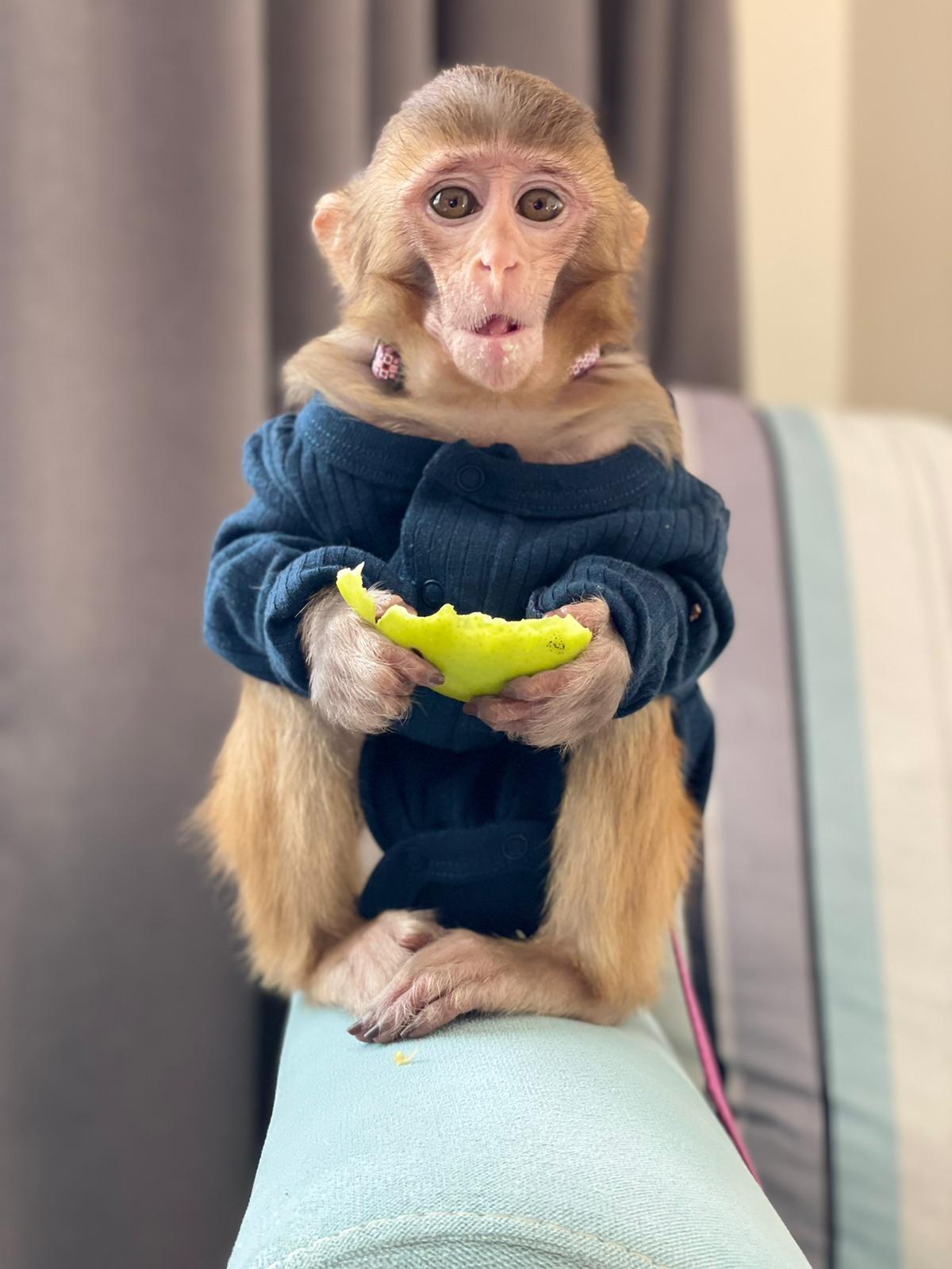 Harika bebek maymunlar istanbul teslim 13.000 tl Maymunlar Merkez İstanbul